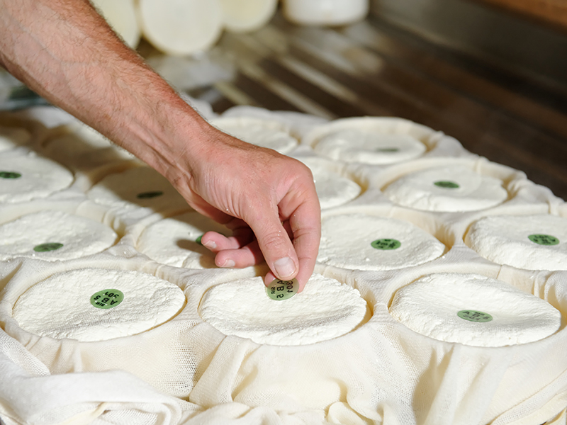 Cheese Discovery - Pong Cheese Features - Pong Cheese